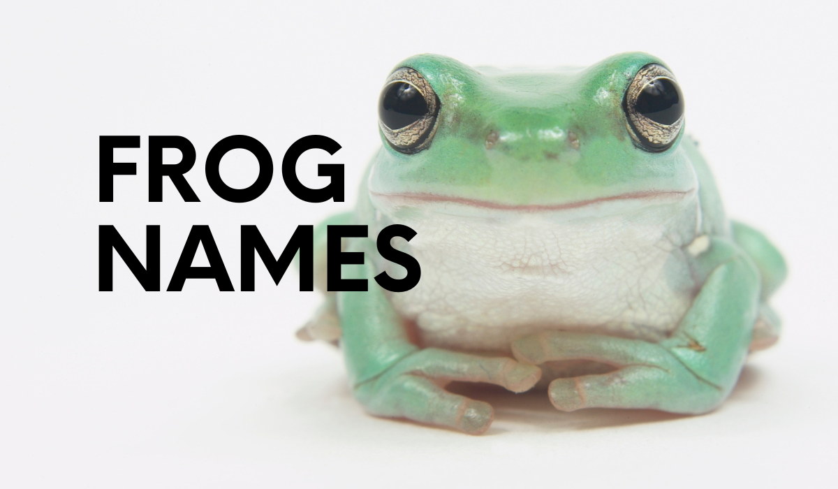 Frog Names 500 Toad Frog Names For Your Pet Or Character